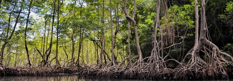 Dominican Republic | Climate Promise