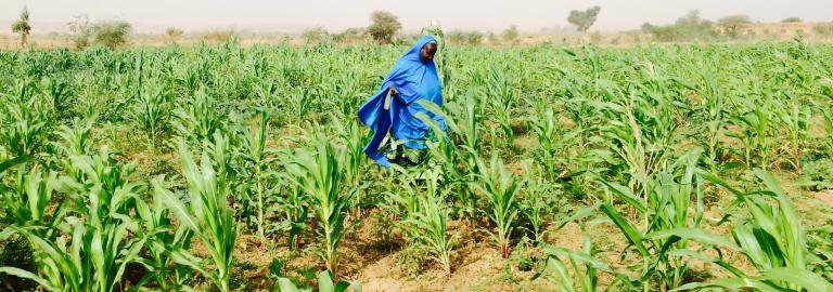 Niger | Climate Promise